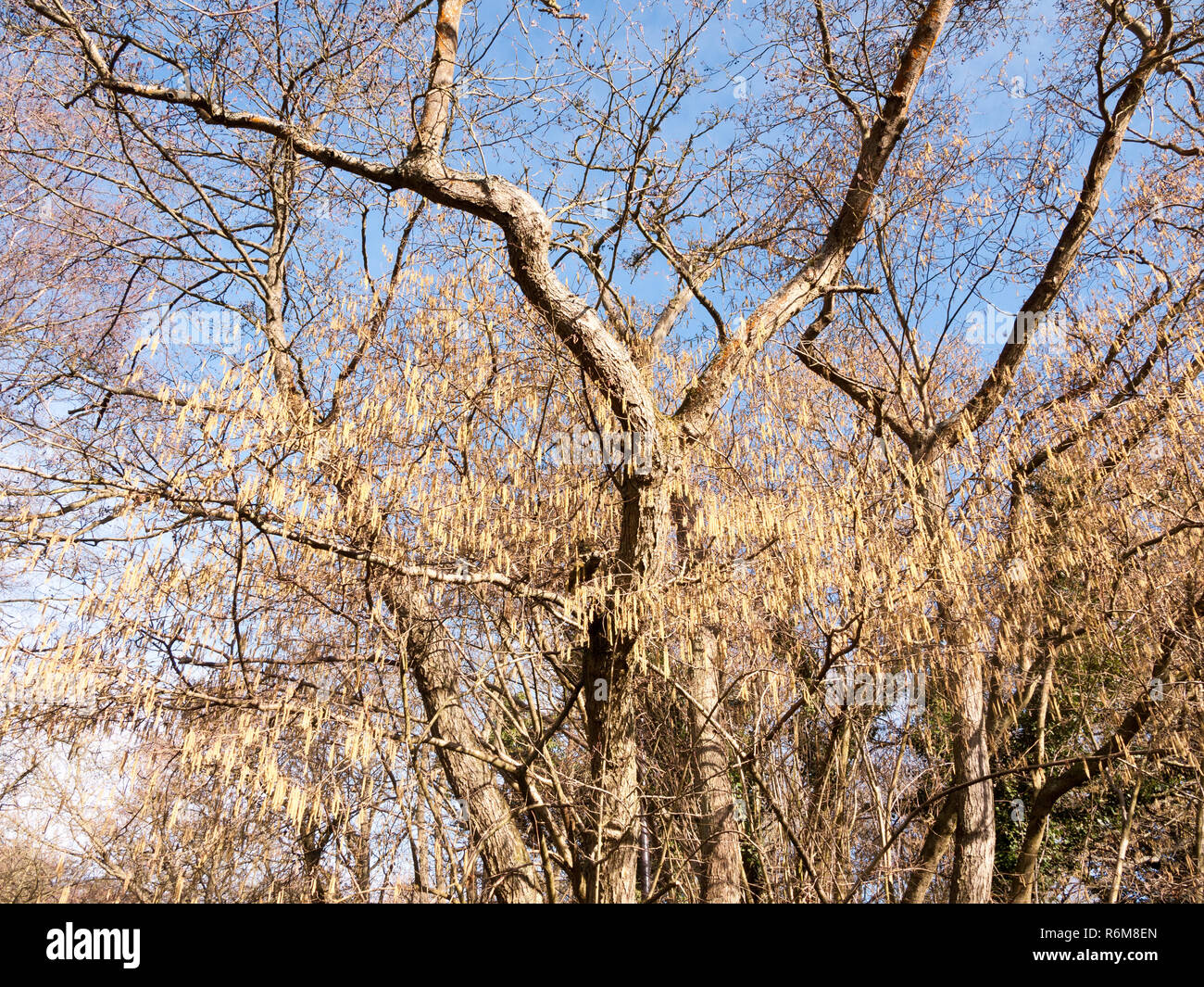 Catkins on tree hi-res stock photography and images - Alamy