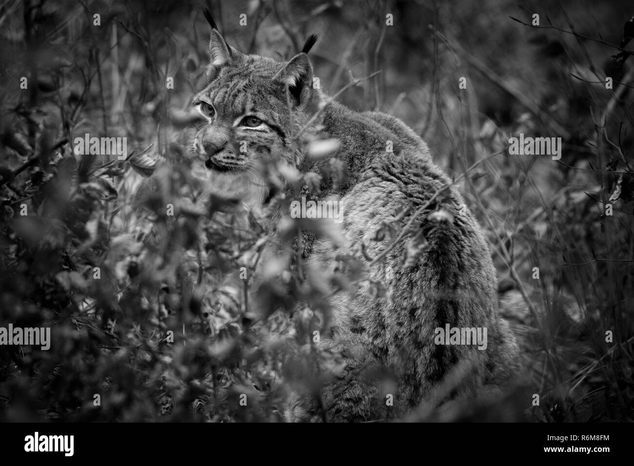 lynx in the forest Stock Photo - Alamy