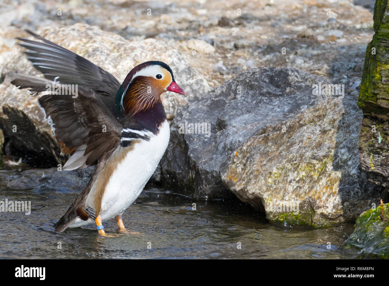 mandarin duck in the water Stock Photo - Alamy