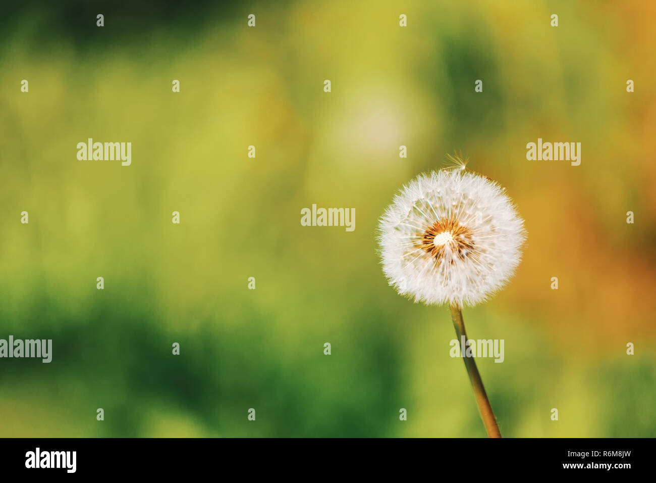 Dandelion flower in spring Stock Photo - Alamy