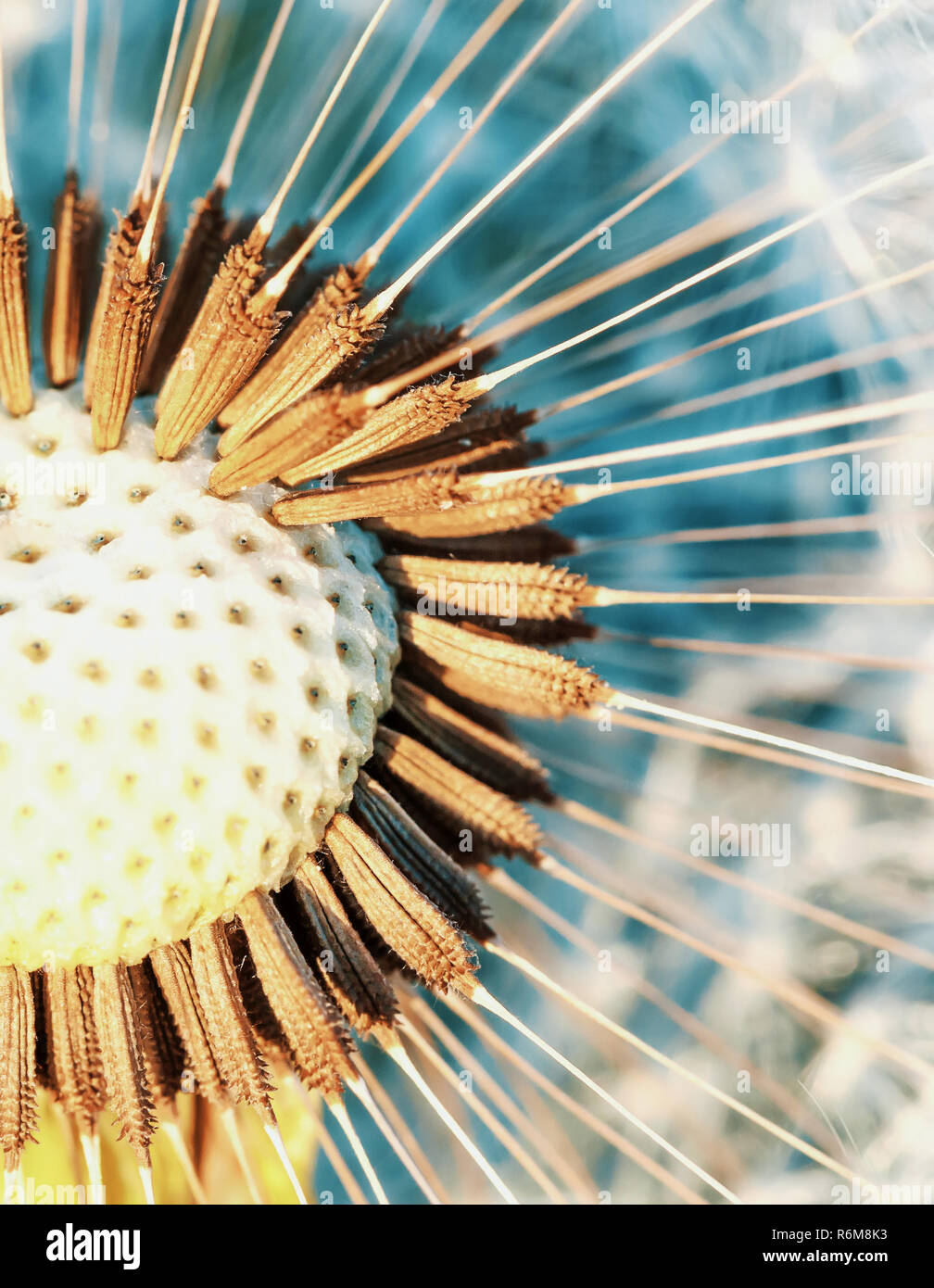 Dandelion flower in spring Stock Photo - Alamy