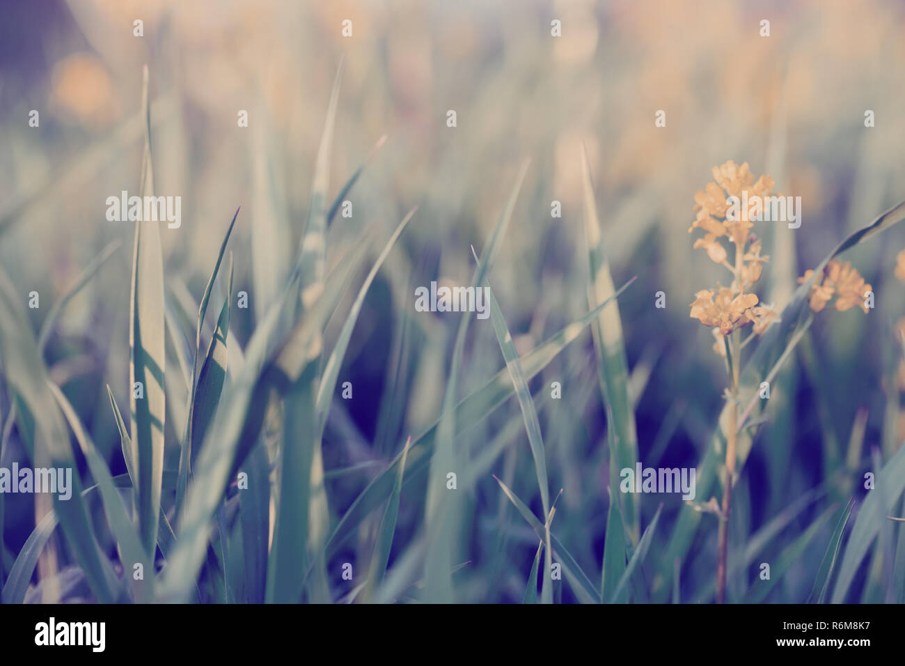 spring background with grass on meadow Stock Photo - Alamy