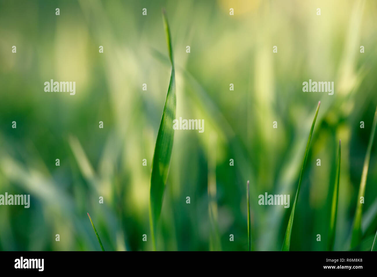spring background with grass on meadow Stock Photo - Alamy