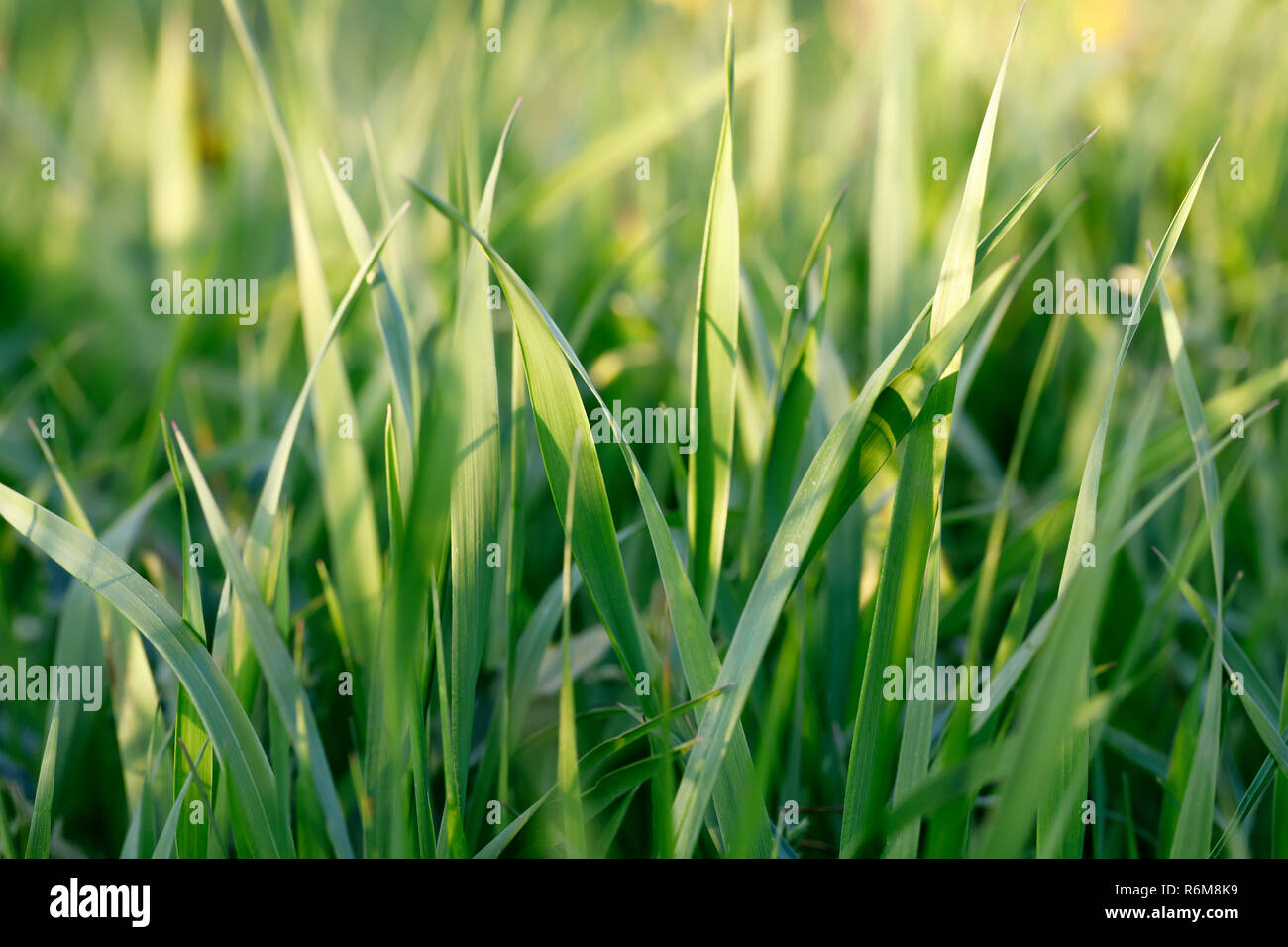 spring background with grass on meadow Stock Photo - Alamy