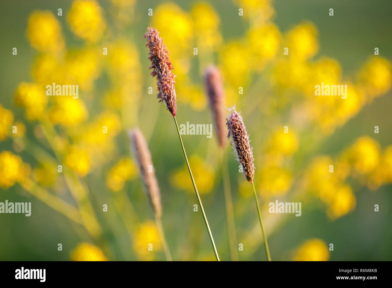 spring background with grass on meadow Stock Photo - Alamy