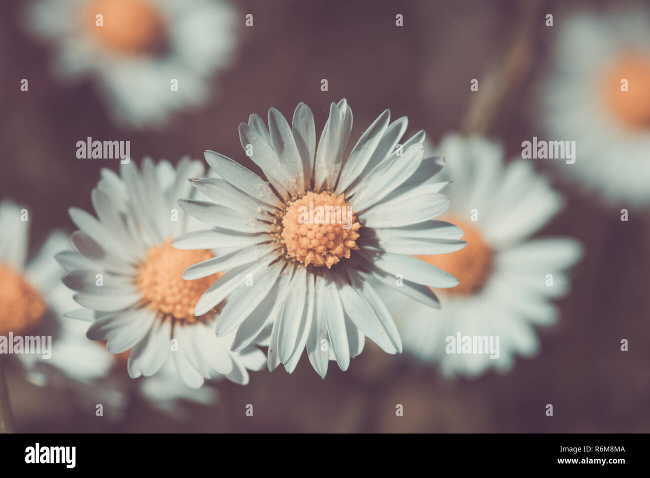 small spring daisy flower Stock Photo - Alamy