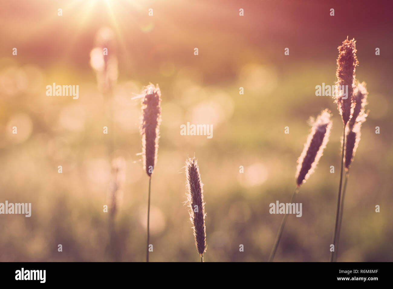 spring background with grass on meadow Stock Photo - Alamy