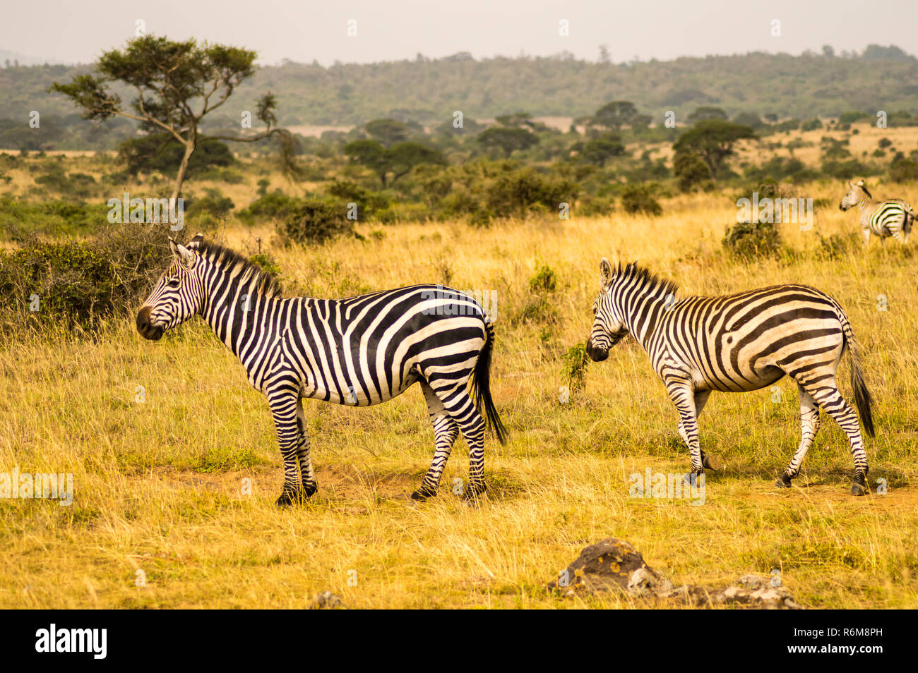 Three Zebras, one with the right look in the savannah of Nairobi Park ...