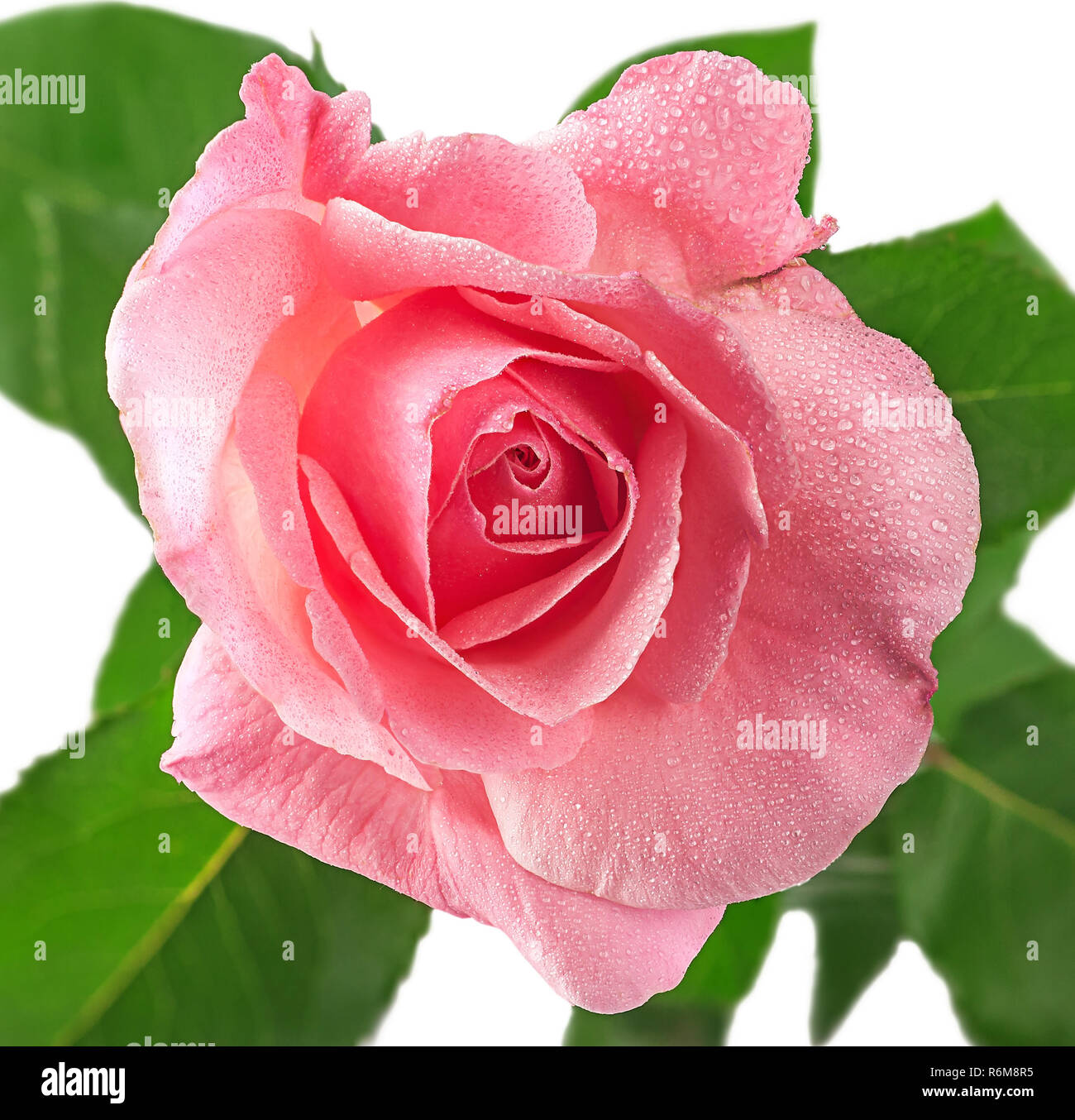 Pink rose flower covered dew Stock Photo - Alamy