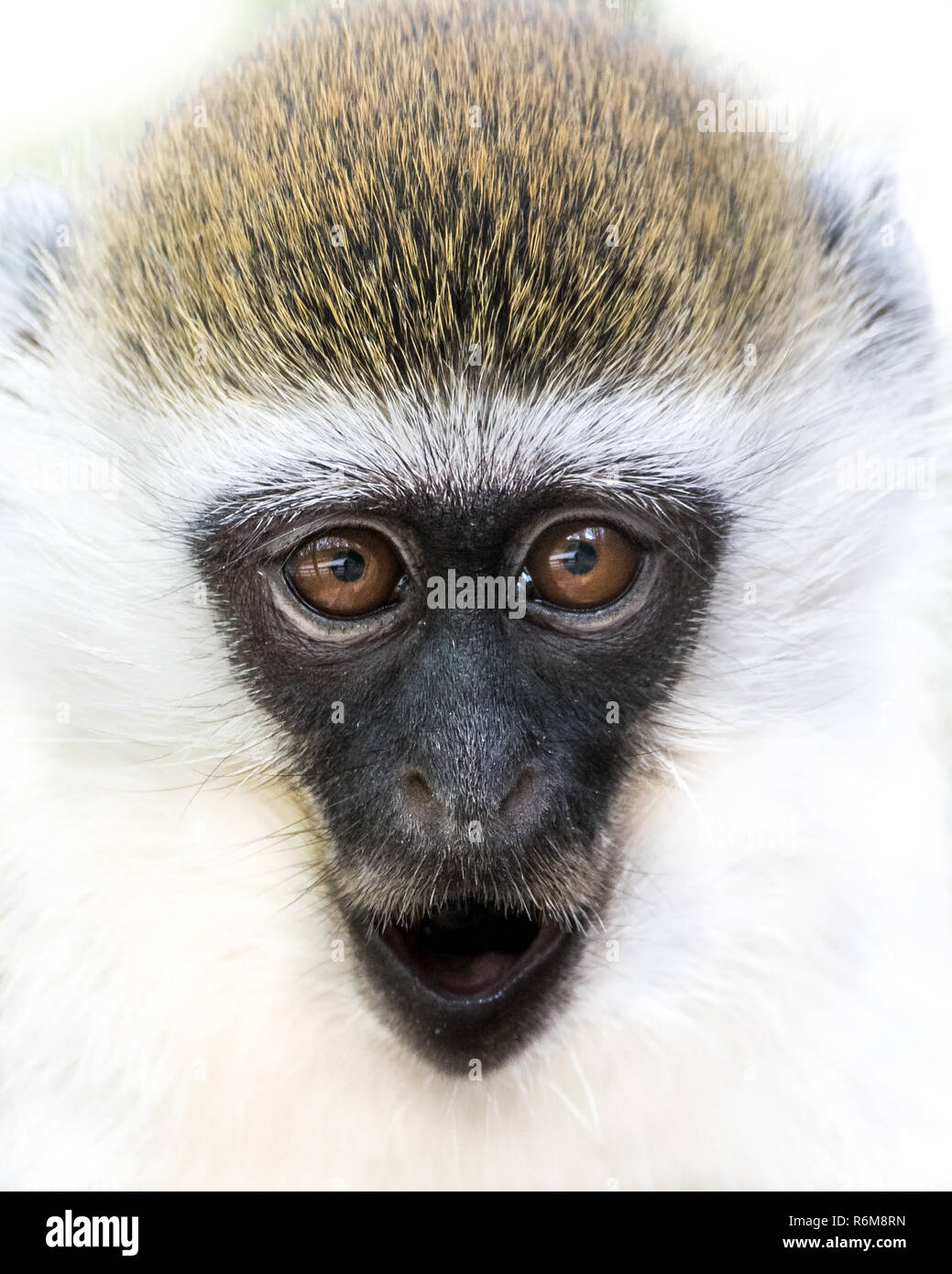 Grivet monkey hi-res stock photography and images - Alamy