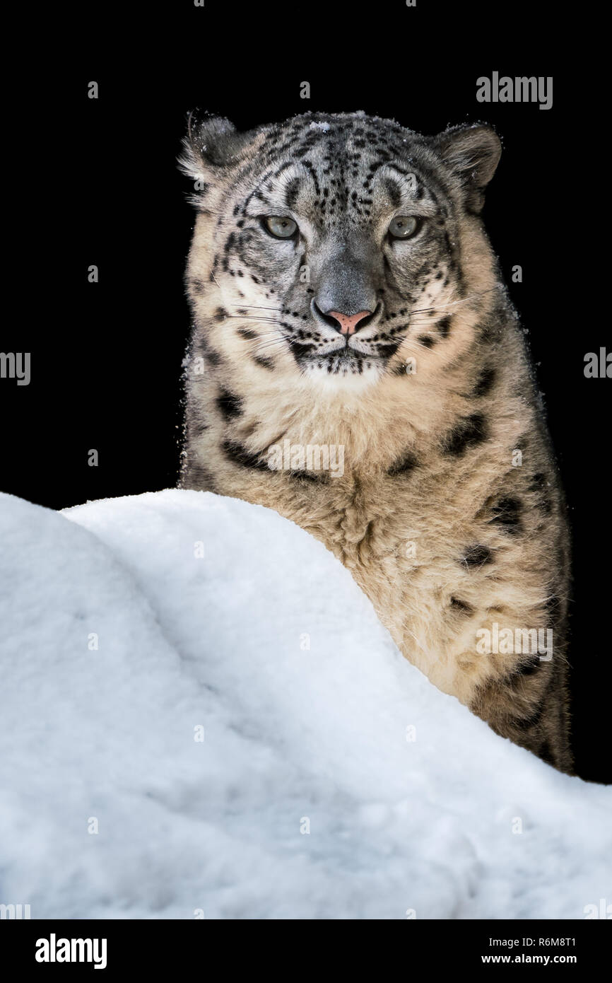 Sunbathing Snow Leopard Stock Photo - Alamy