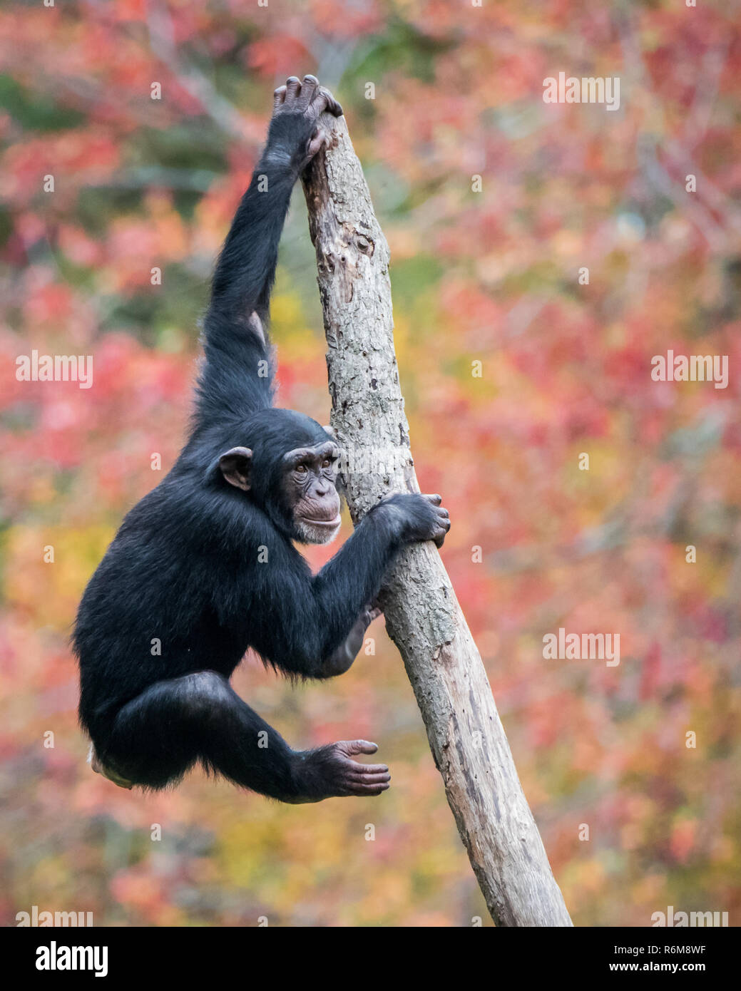 Climbing Chimp II Stock Photo - Alamy