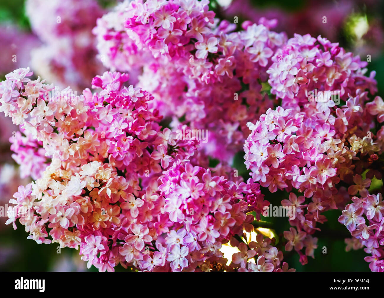 Pink lilac background Stock Photo - Alamy