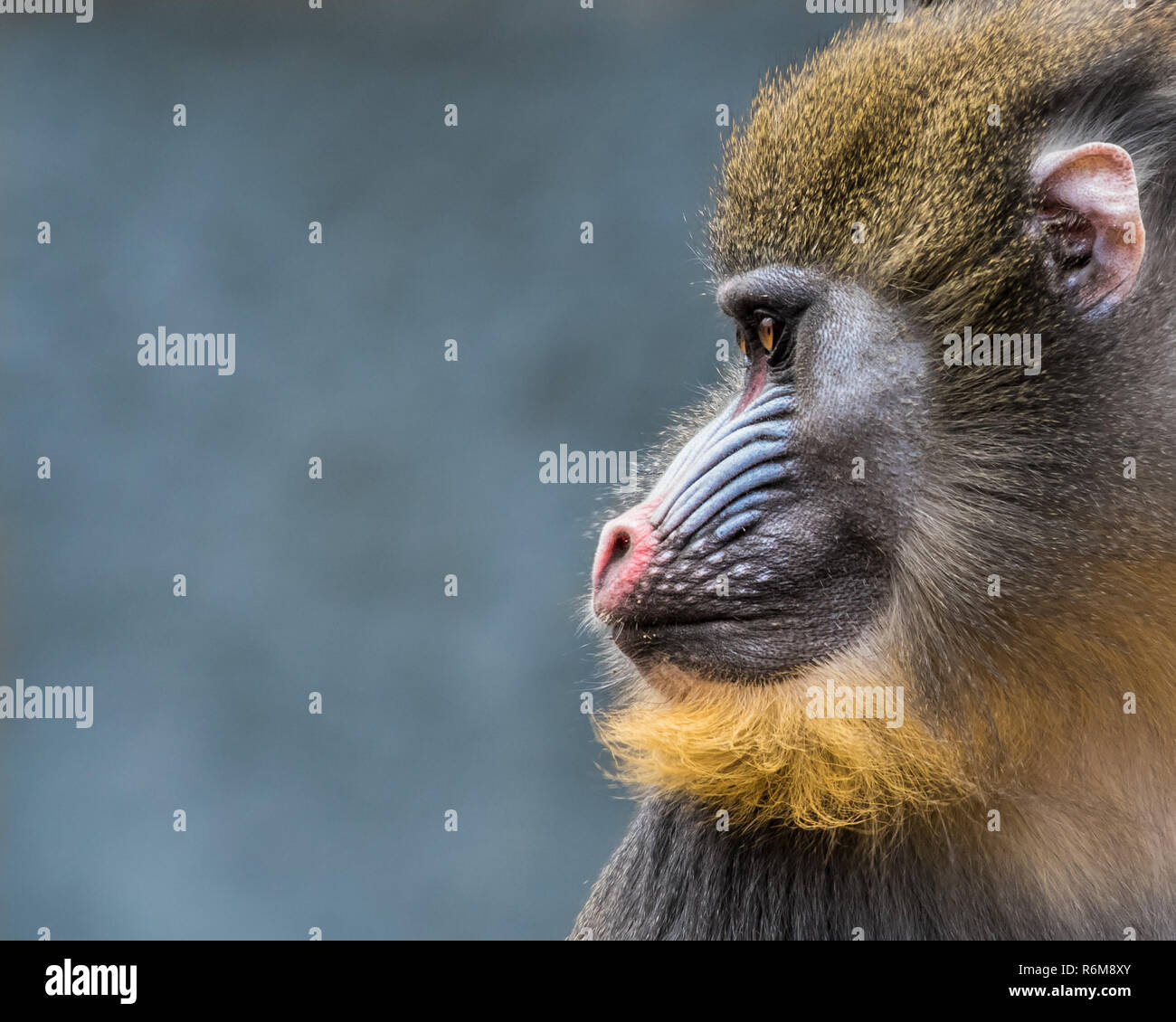 Mammal mandrill hi-res stock photography and images - Alamy