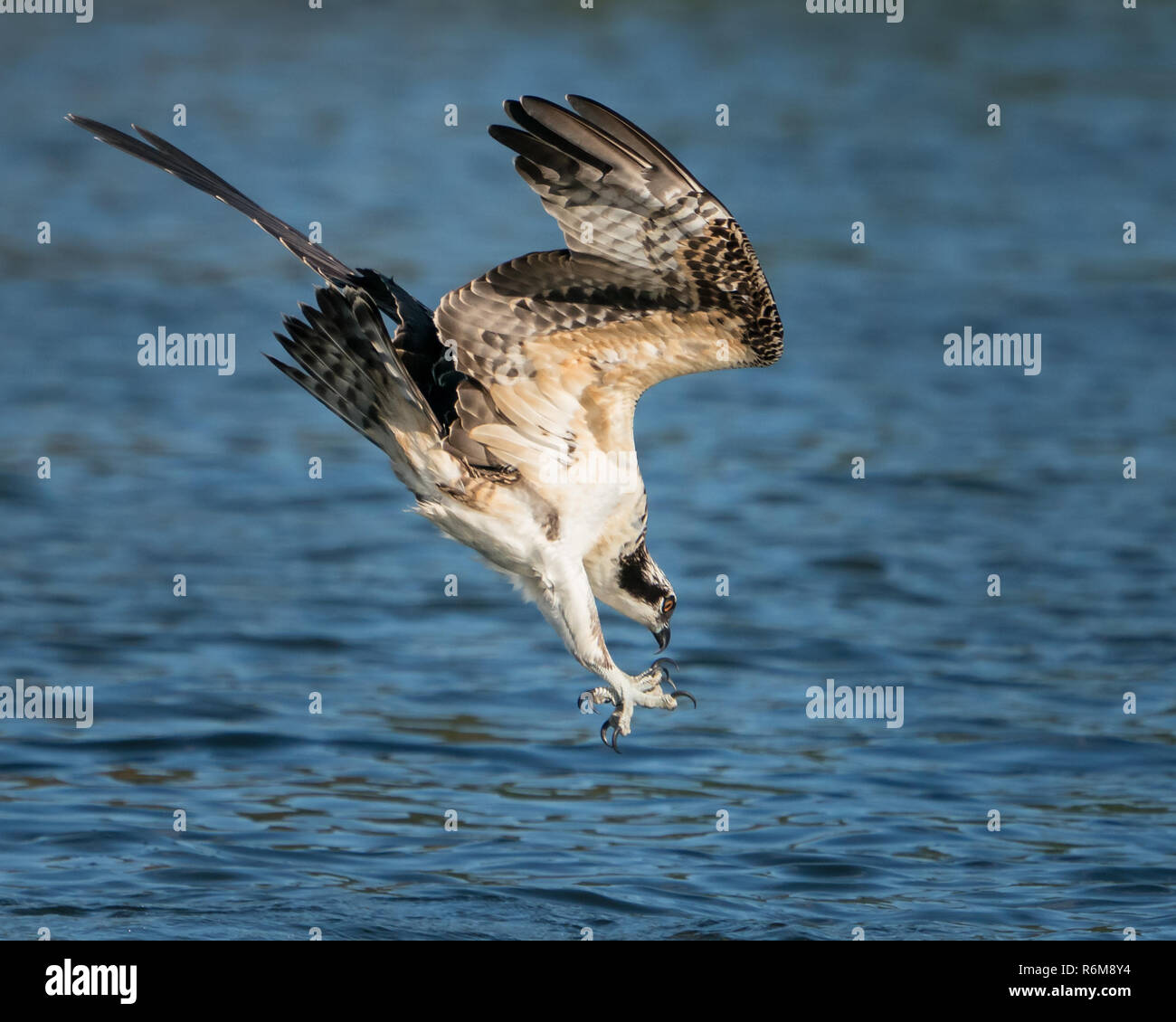 Birds that dive for fish hi-res stock photography and images - Alamy