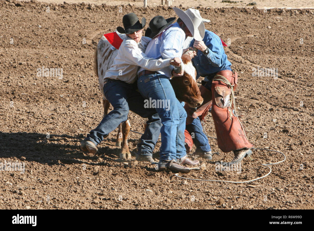 Rodeo, Phoenix, Arizona Stock Photo - Alamy