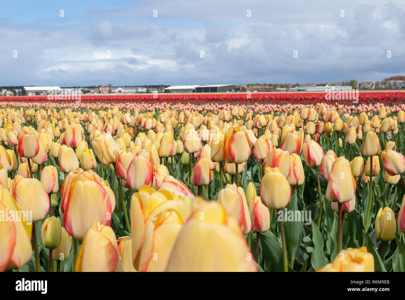 Tulip fields of the Bollenstreek, South Holland, Netherlands Stock ...