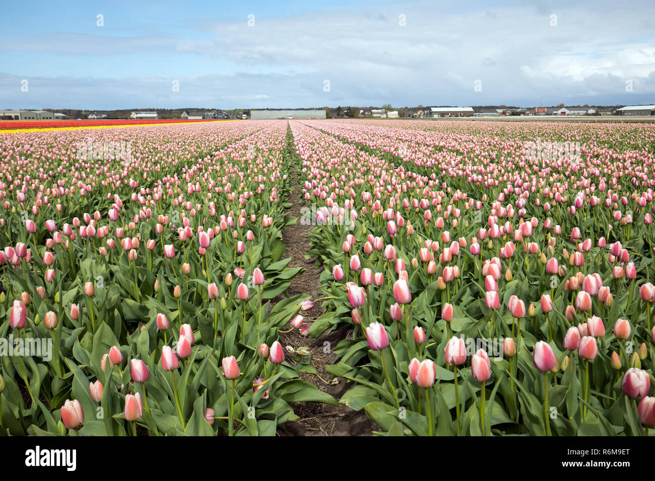 Tulip fields of the Bollenstreek, South Holland, Netherlands Stock ...