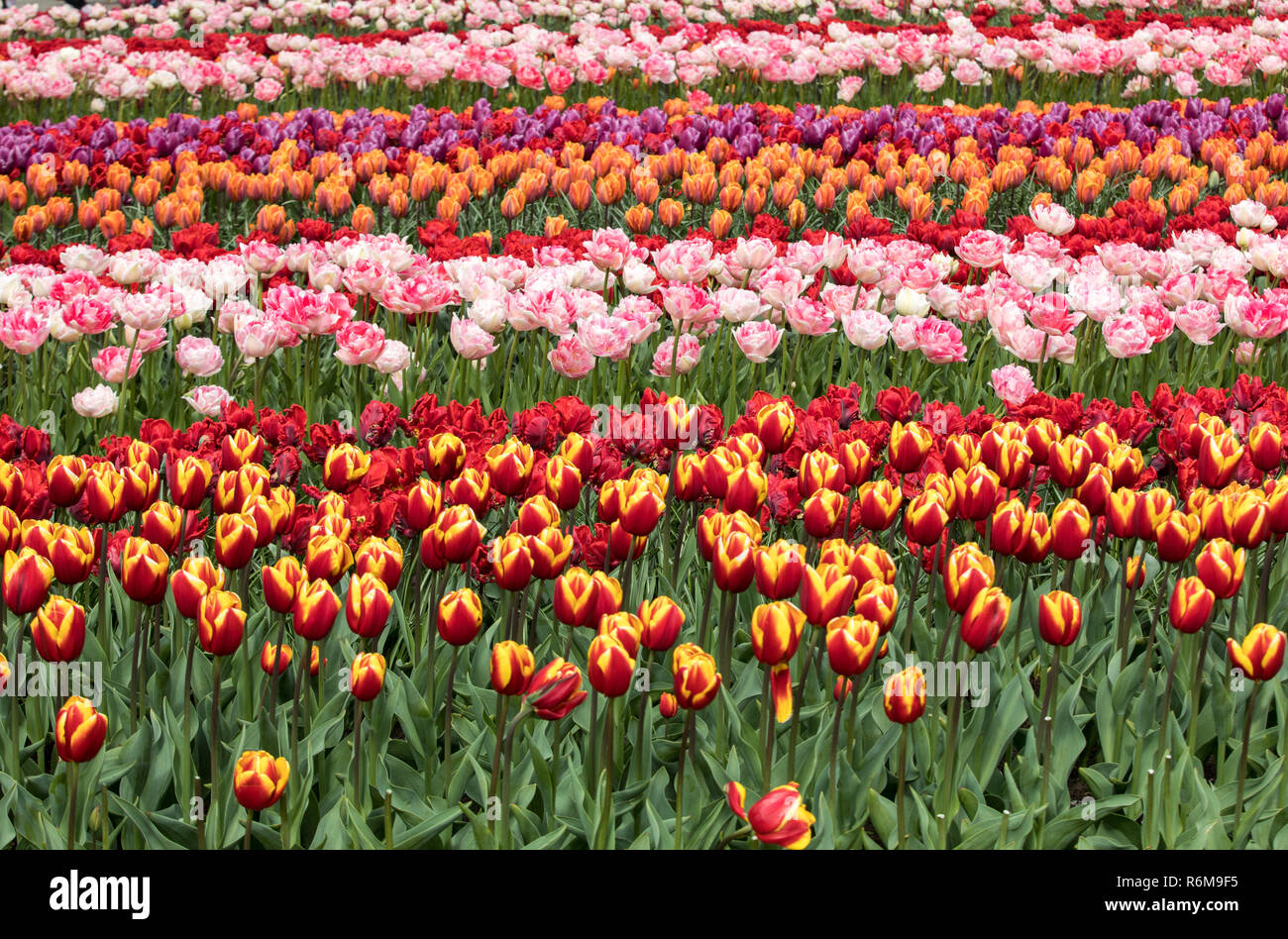 Tulip fields of the Bollenstreek, South Holland, Netherlands Stock ...