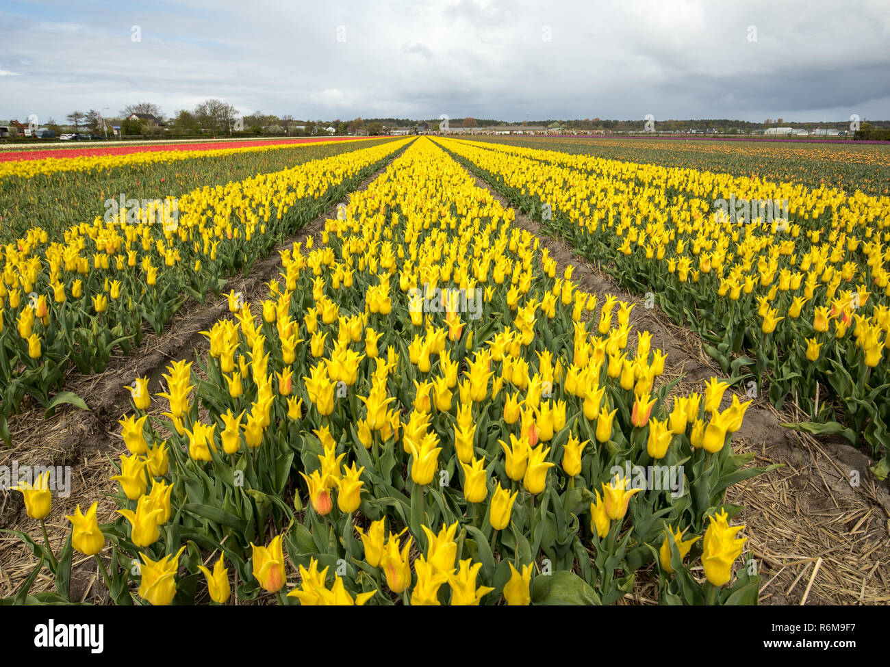 Tulip fields in the Bollenstreek, South Holland, Netherlands Stock ...
