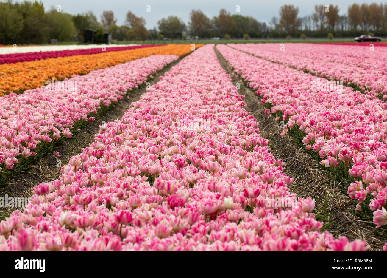 Tulip fields of the Bollenstreek, South Holland, Netherlands Stock ...
