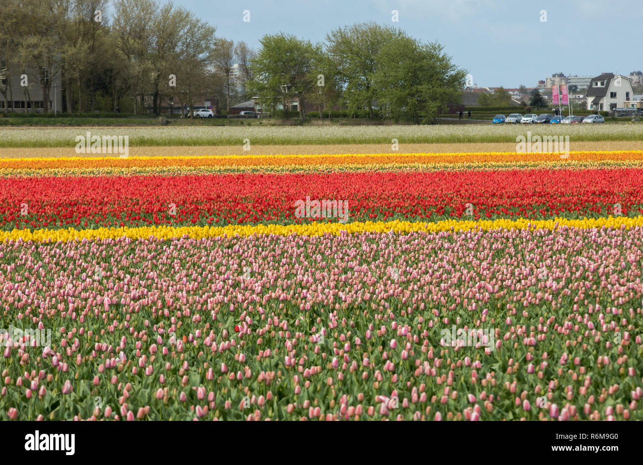 Tulip fields of the Bollenstreek, South Holland, Netherlands Stock ...