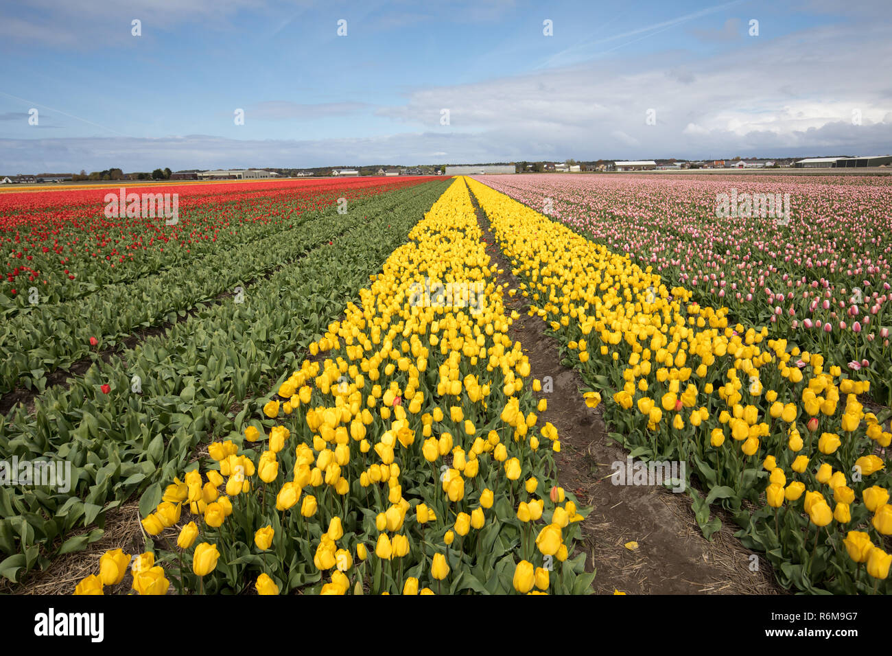Tulip fields of the Bollenstreek, South Holland, Netherlands Stock ...