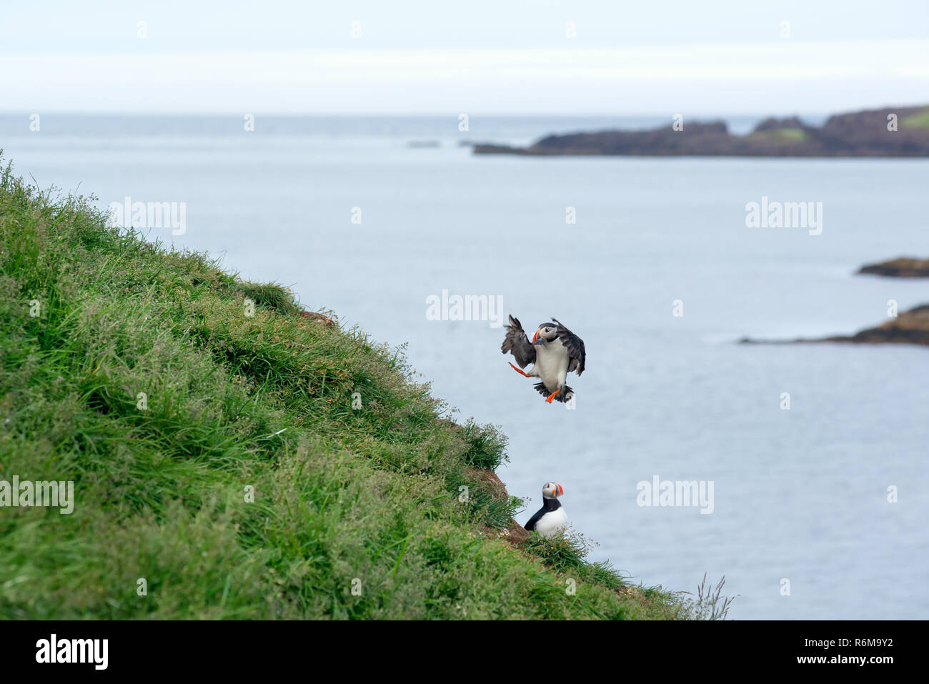 Puffin peeking hi-res stock photography and images - Alamy