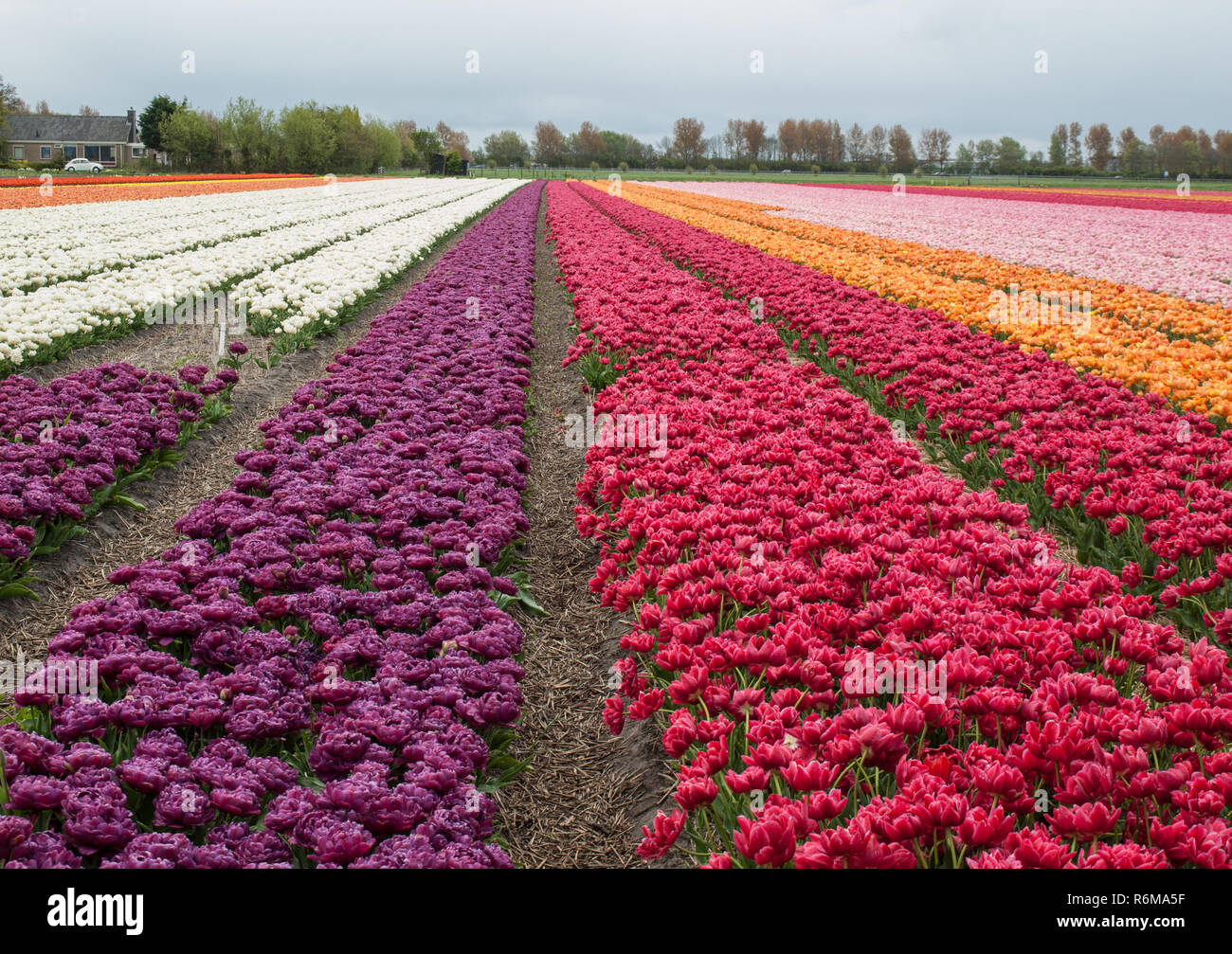 Tulip fields of the Bollenstreek, South Holland, Netherlands Stock ...