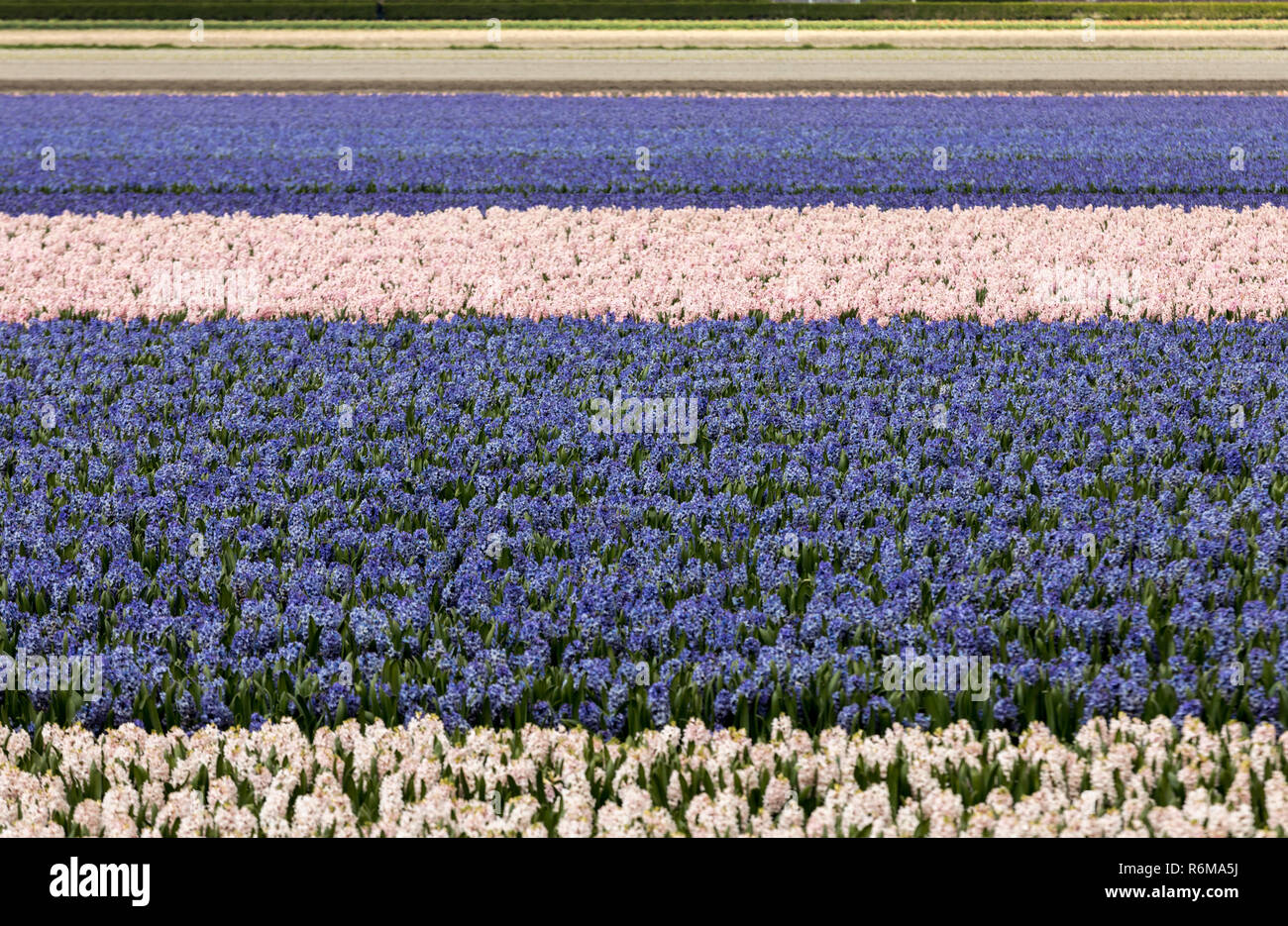 Tulip and hyacinth fields of the Bollenstreek, South Holland ...