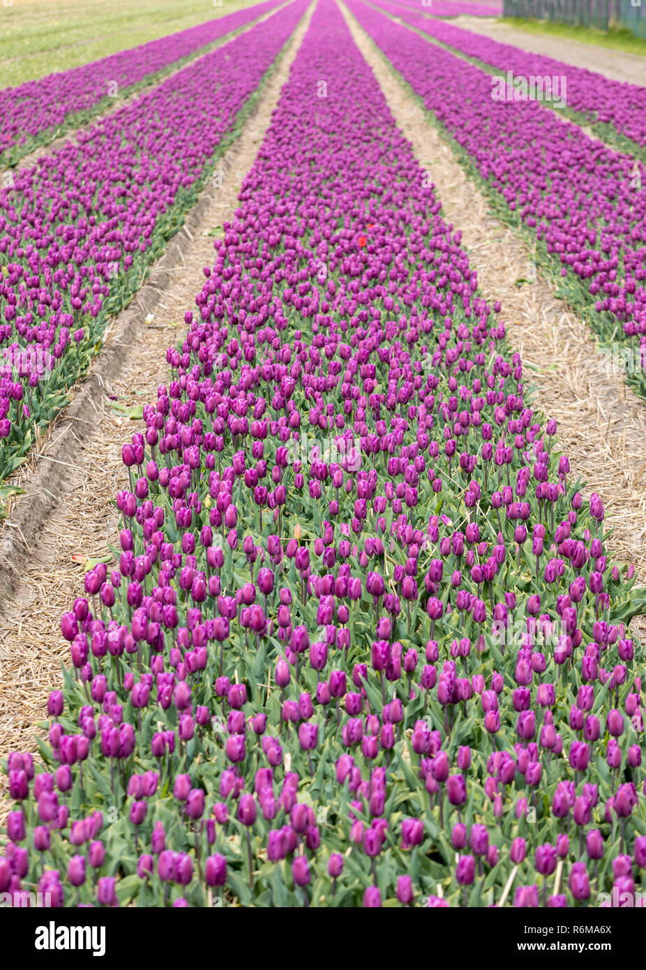 Tulip fields in the Bollenstreek, South Holland, Netherlands Stock ...