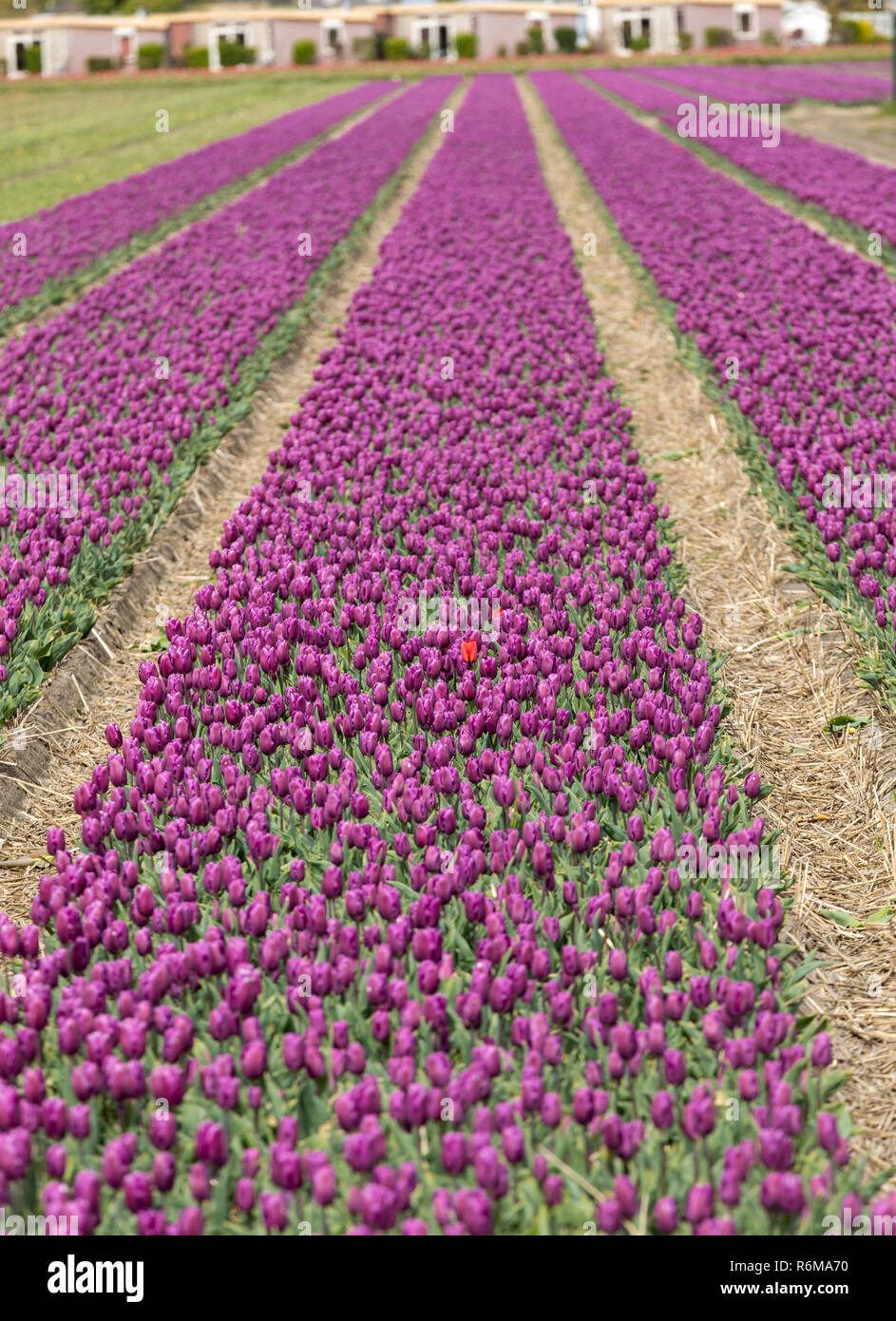 Tulip fields in the Bollenstreek, South Holland, Netherlands Stock ...
