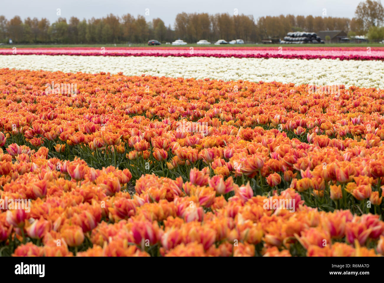 Tulip fields of the Bollenstreek, South Holland, Netherlands Stock ...
