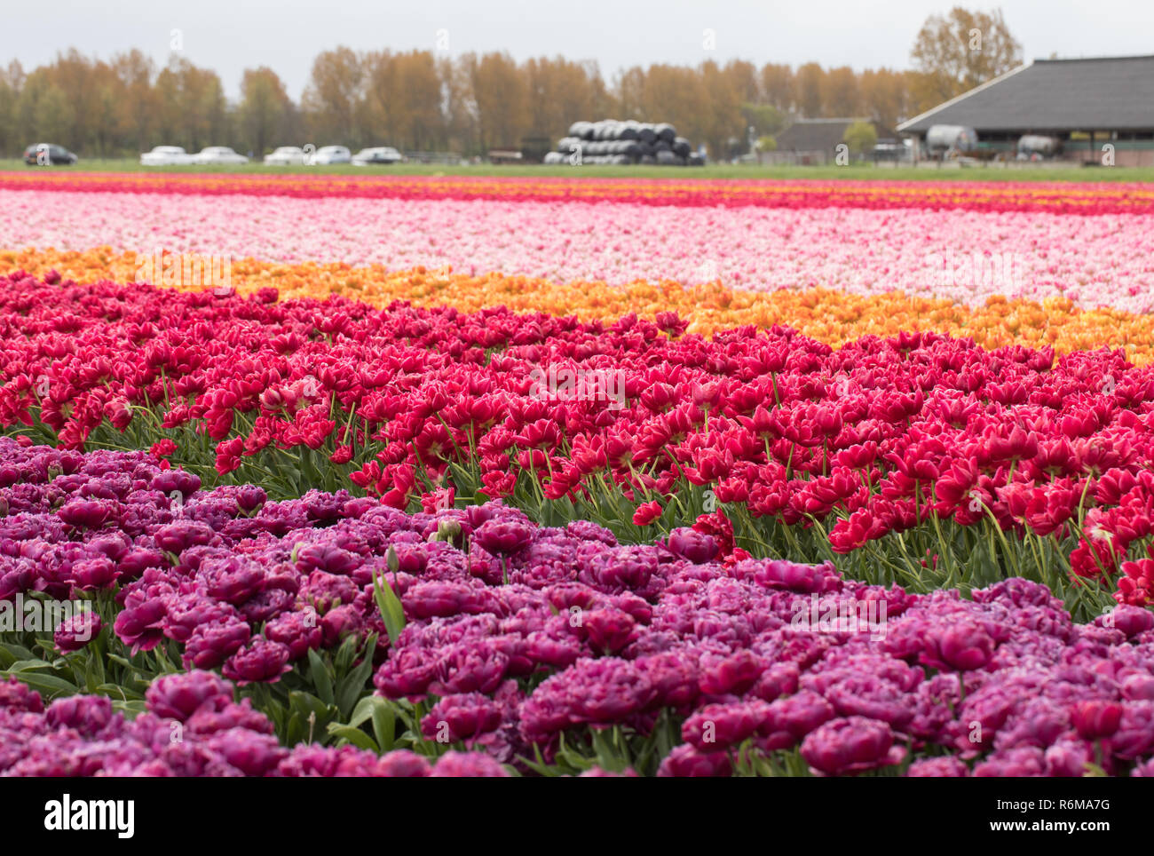 Tulip fields of the Bollenstreek, South Holland, Netherlands Stock ...