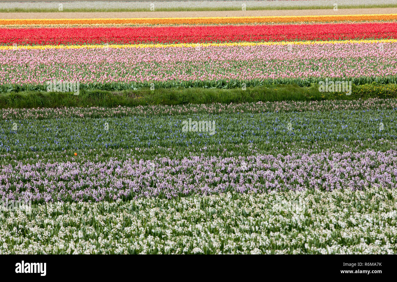 Tulip and hyacinth fields of the Bollenstreek, South Holland ...
