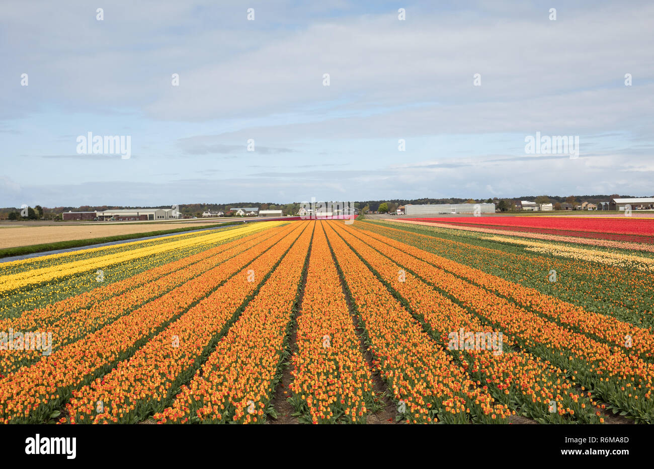 Tulip fields of the Bollenstreek, South Holland, Netherlands Stock ...