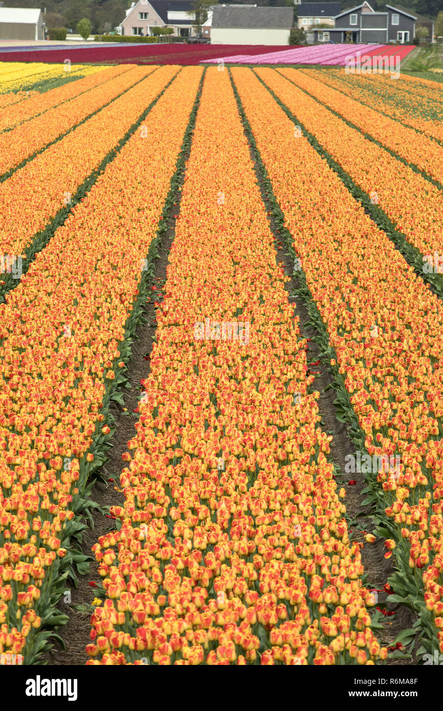 Tulip fields of the Bollenstreek, South Holland, Netherlands Stock ...