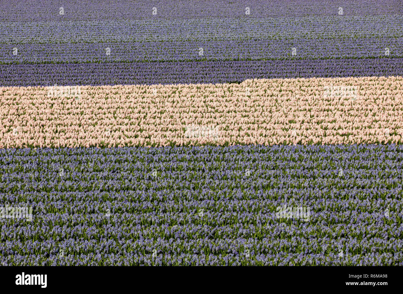 Tulip and hyacinth fields of the Bollenstreek, South Holland ...