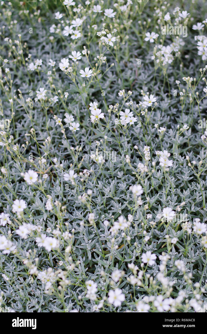 Small summer perennial border hi-res stock photography and images - Alamy