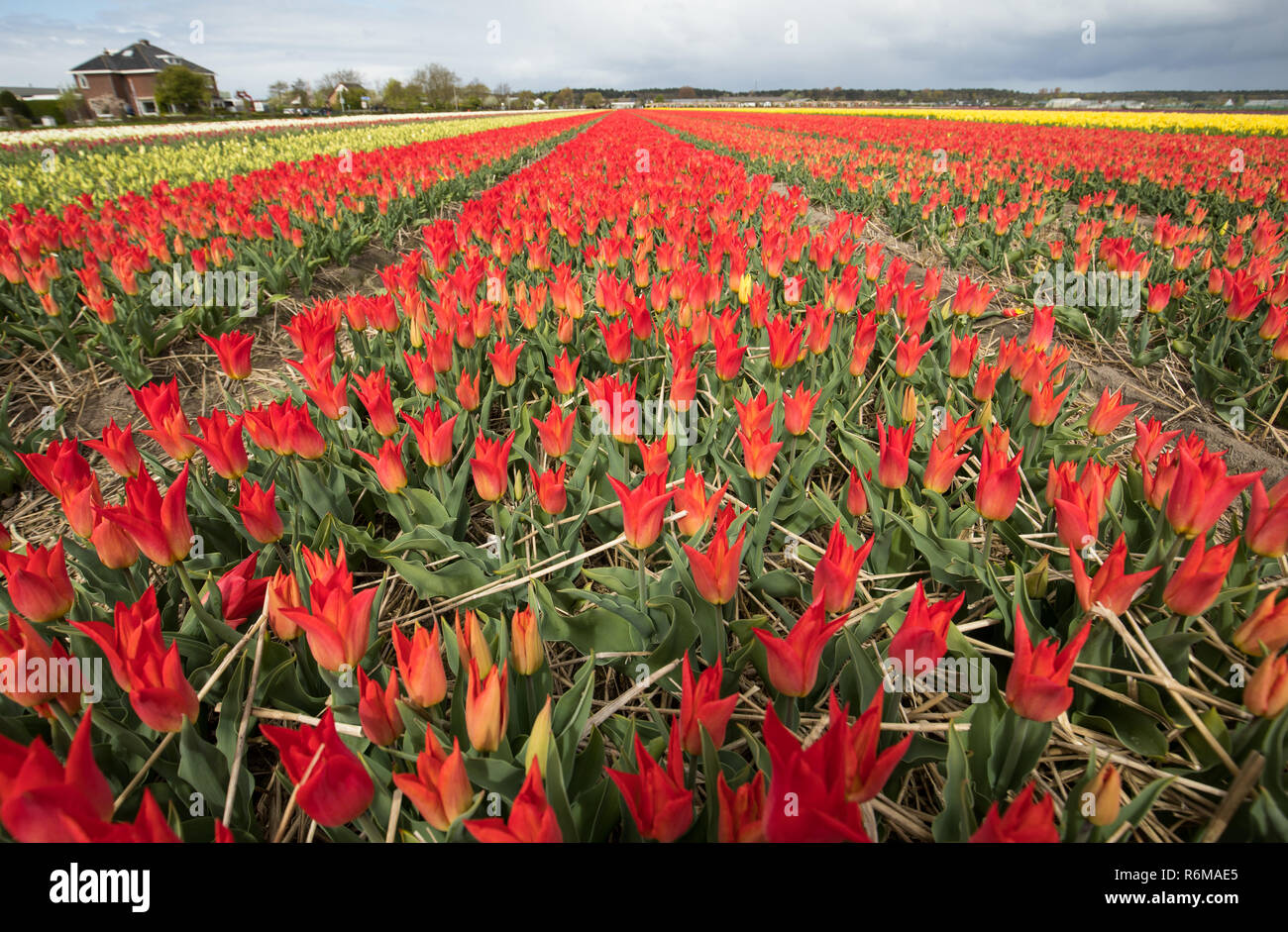 Tulip fields in the Bollenstreek, South Holland, Netherlands Stock ...