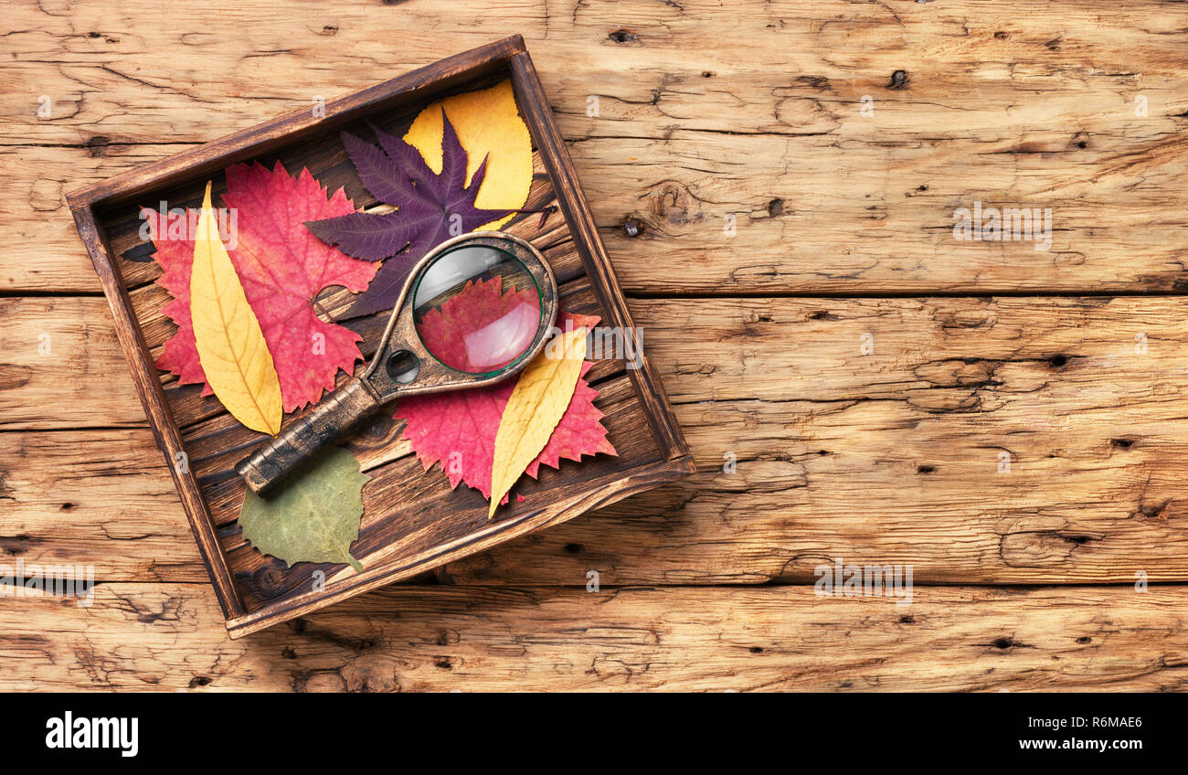 Dried plant specimens hi-res stock photography and images - Alamy