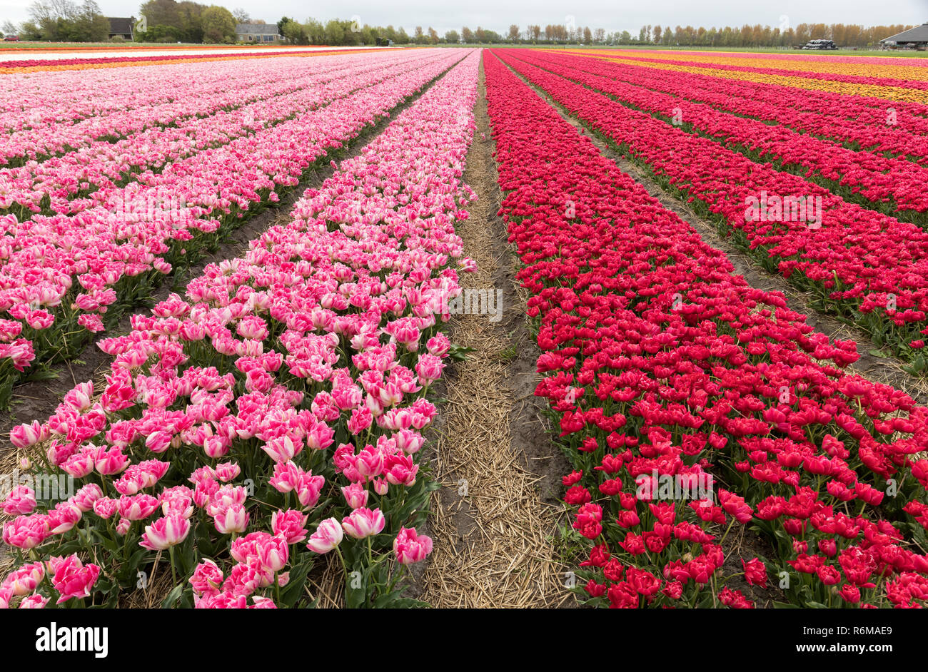 Tulip fields of the Bollenstreek, South Holland, Netherlands Stock ...