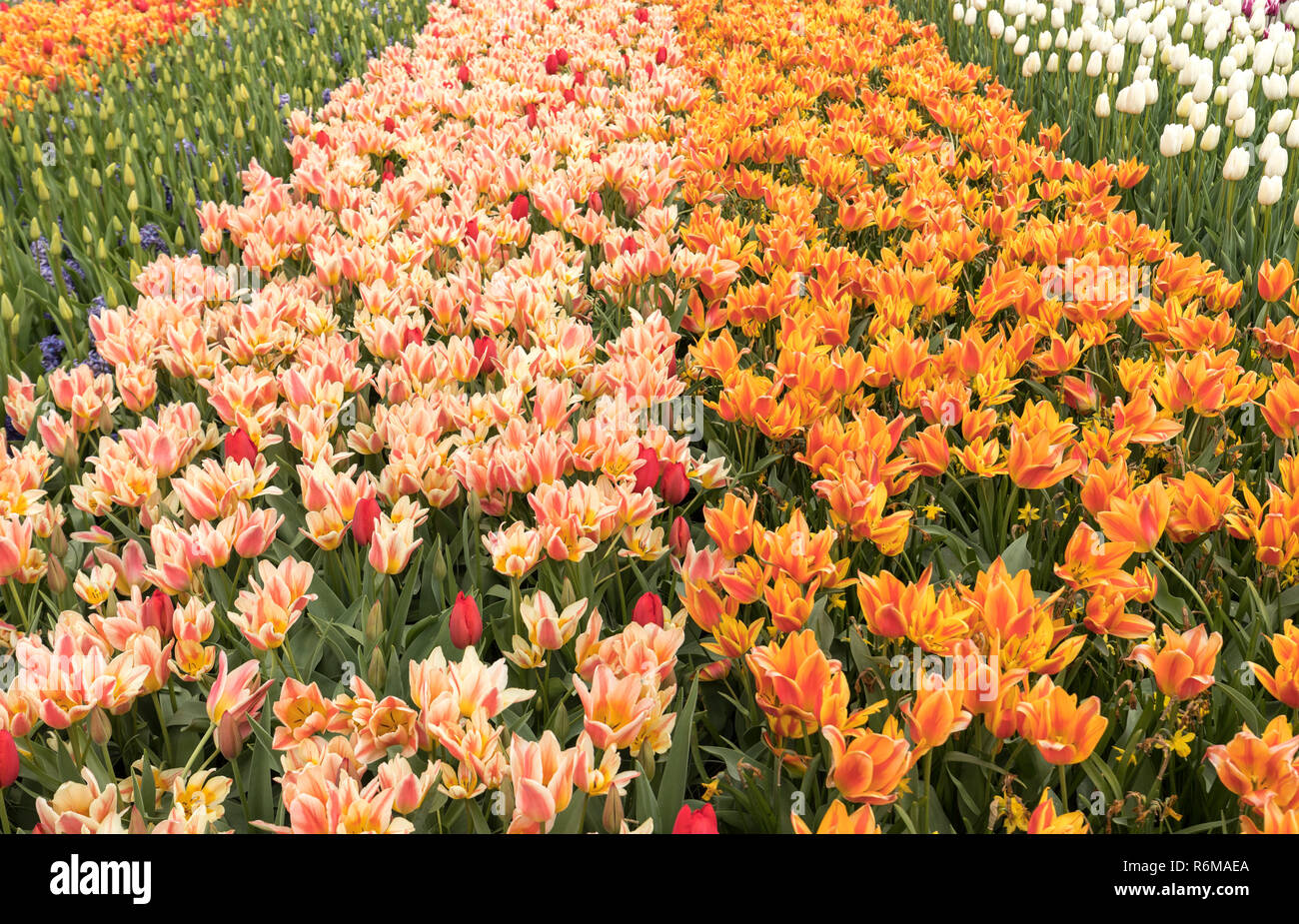 Tulip fields of the Bollenstreek, South Holland, Netherlands Stock ...