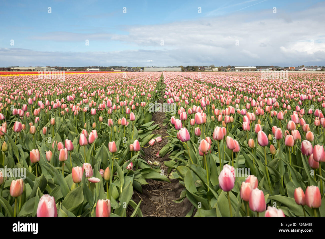 Tulip fields of the Bollenstreek, South Holland, Netherlands Stock ...