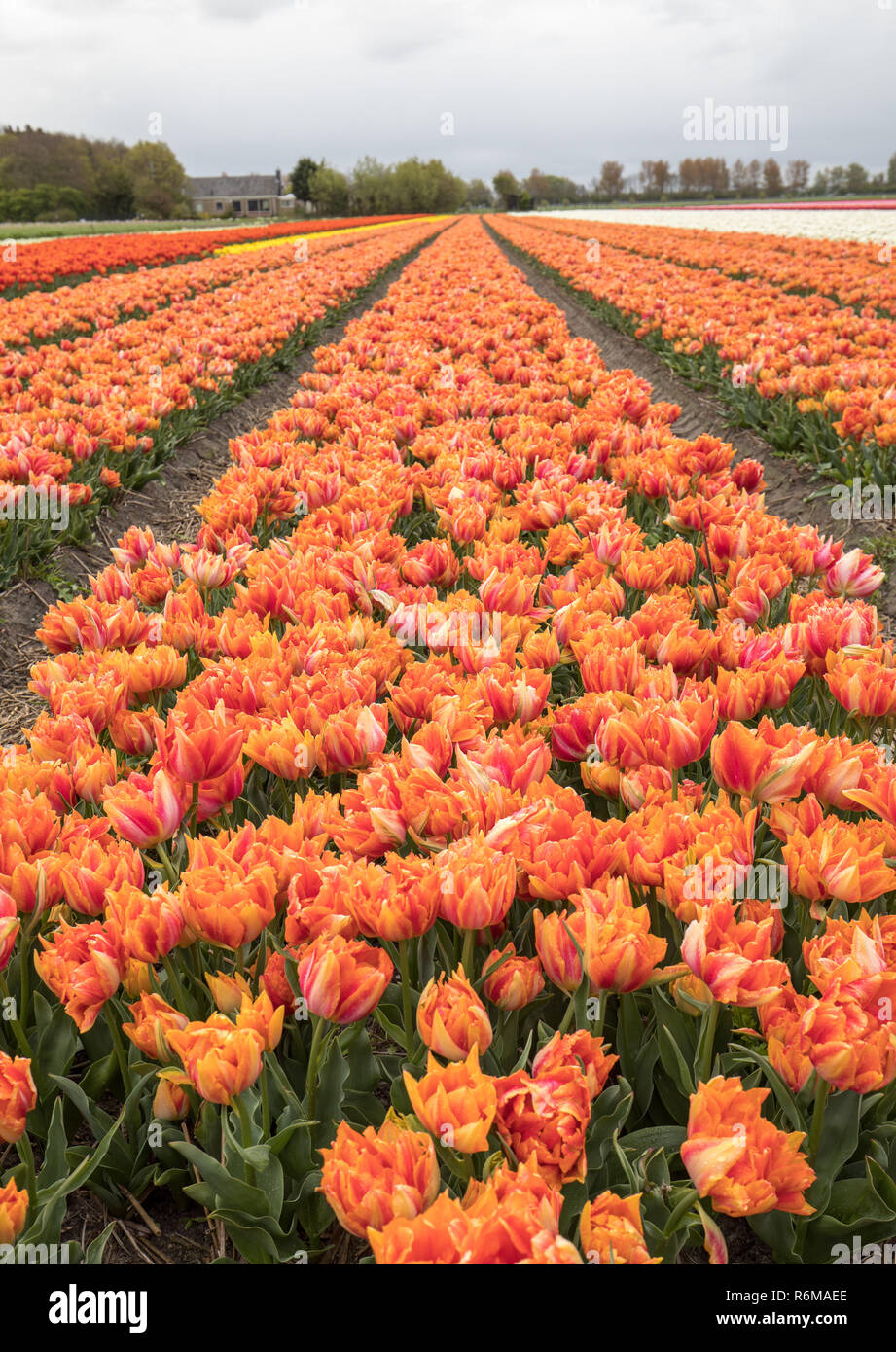 Tulip fields of the Bollenstreek, South Holland, Netherlands Stock ...