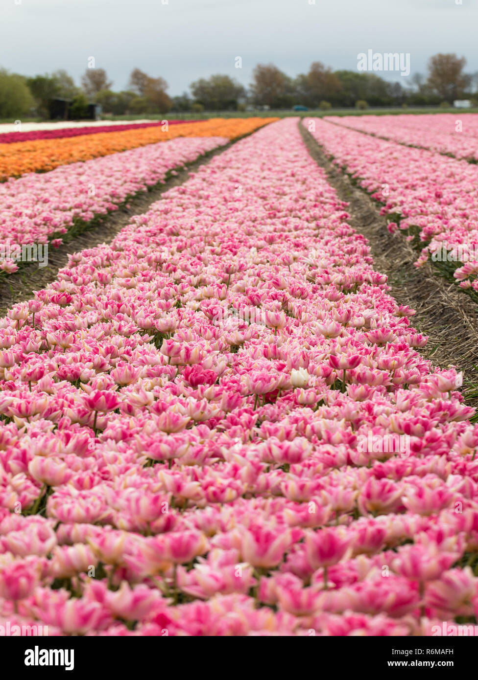 Tulip fields of the Bollenstreek, South Holland, Netherlands Stock ...