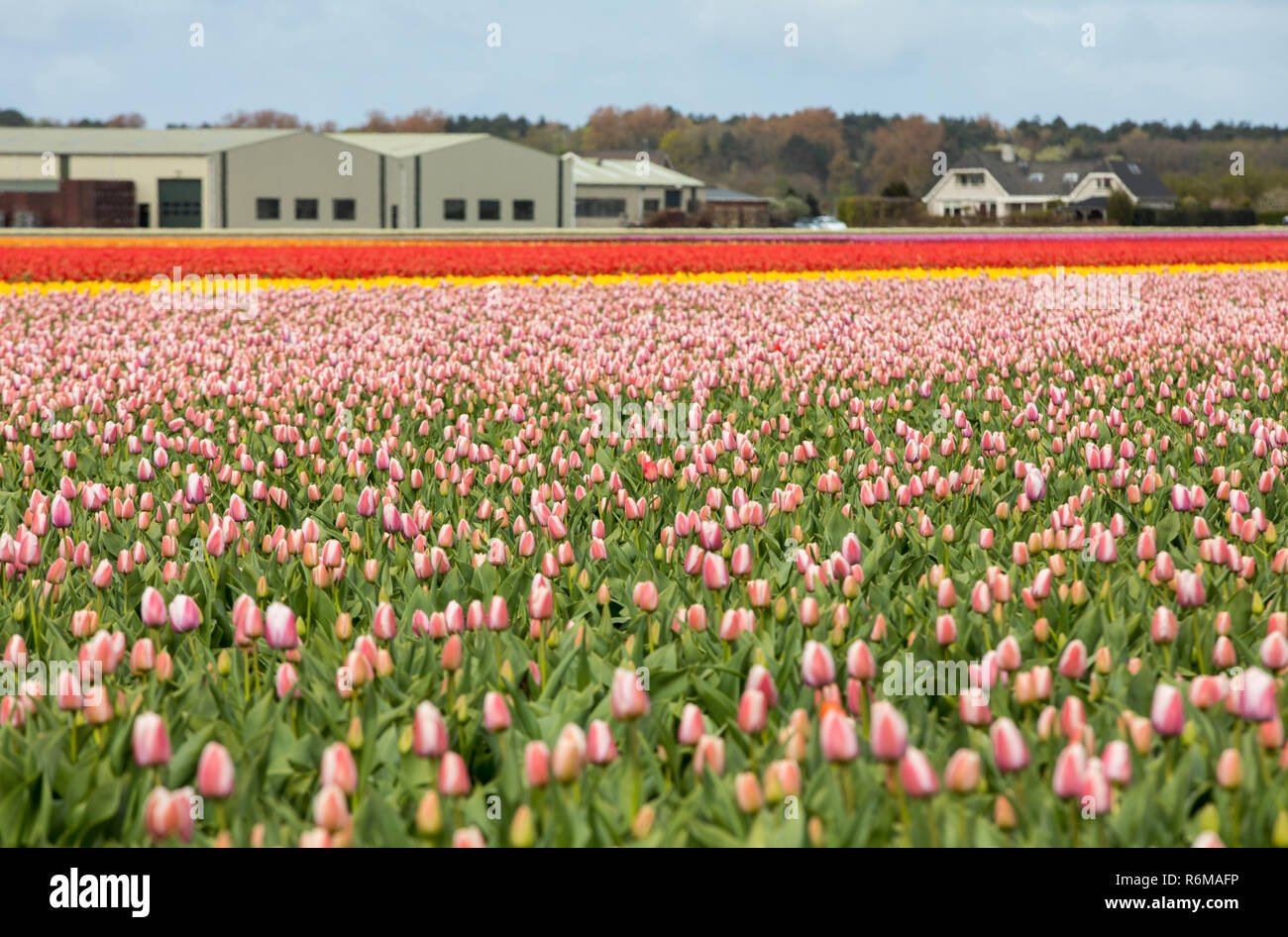 Tulip fields of the Bollenstreek, South Holland, Netherlands Stock ...