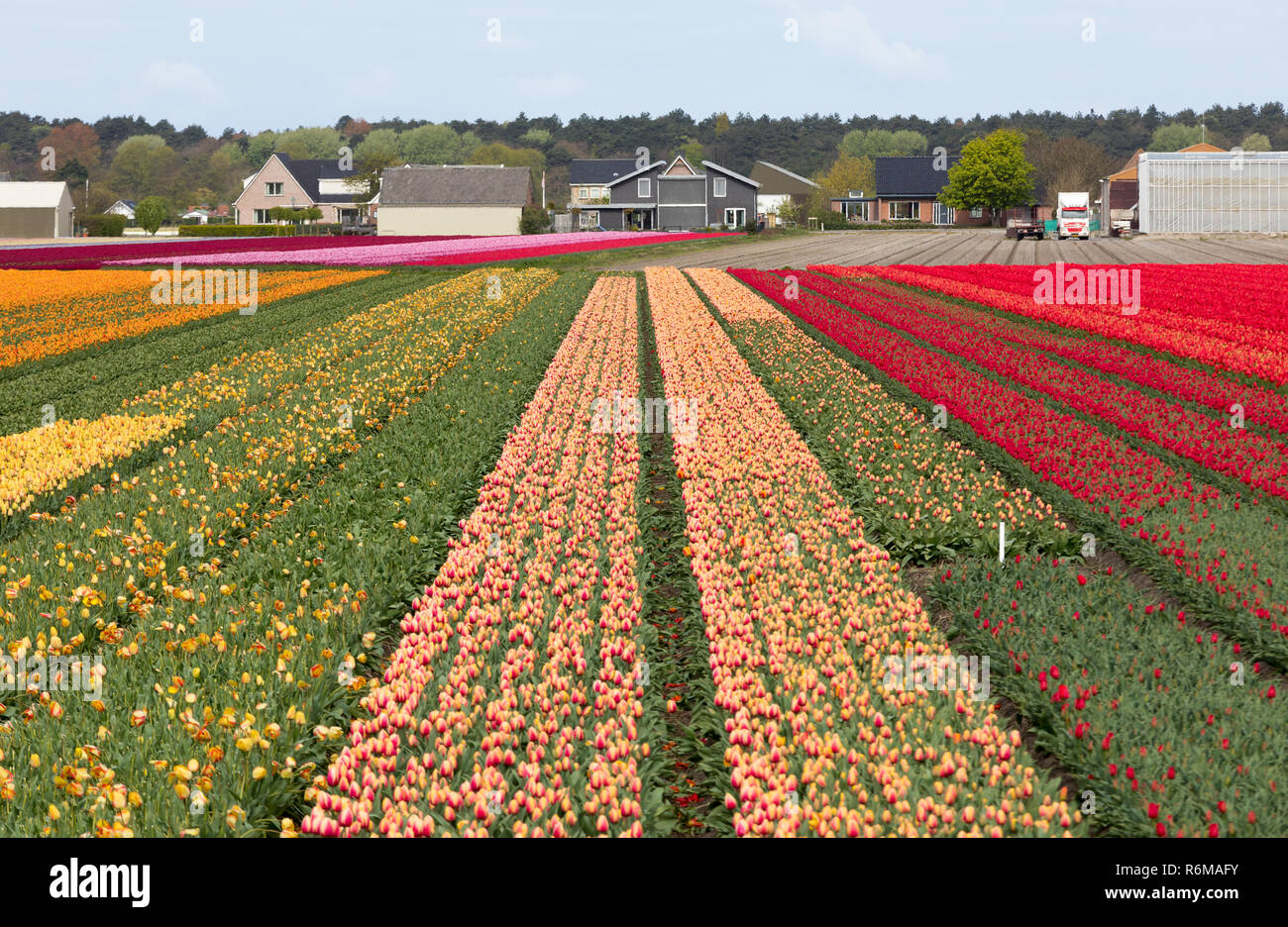 Tulip fields of the Bollenstreek, South Holland, Netherlands Stock ...