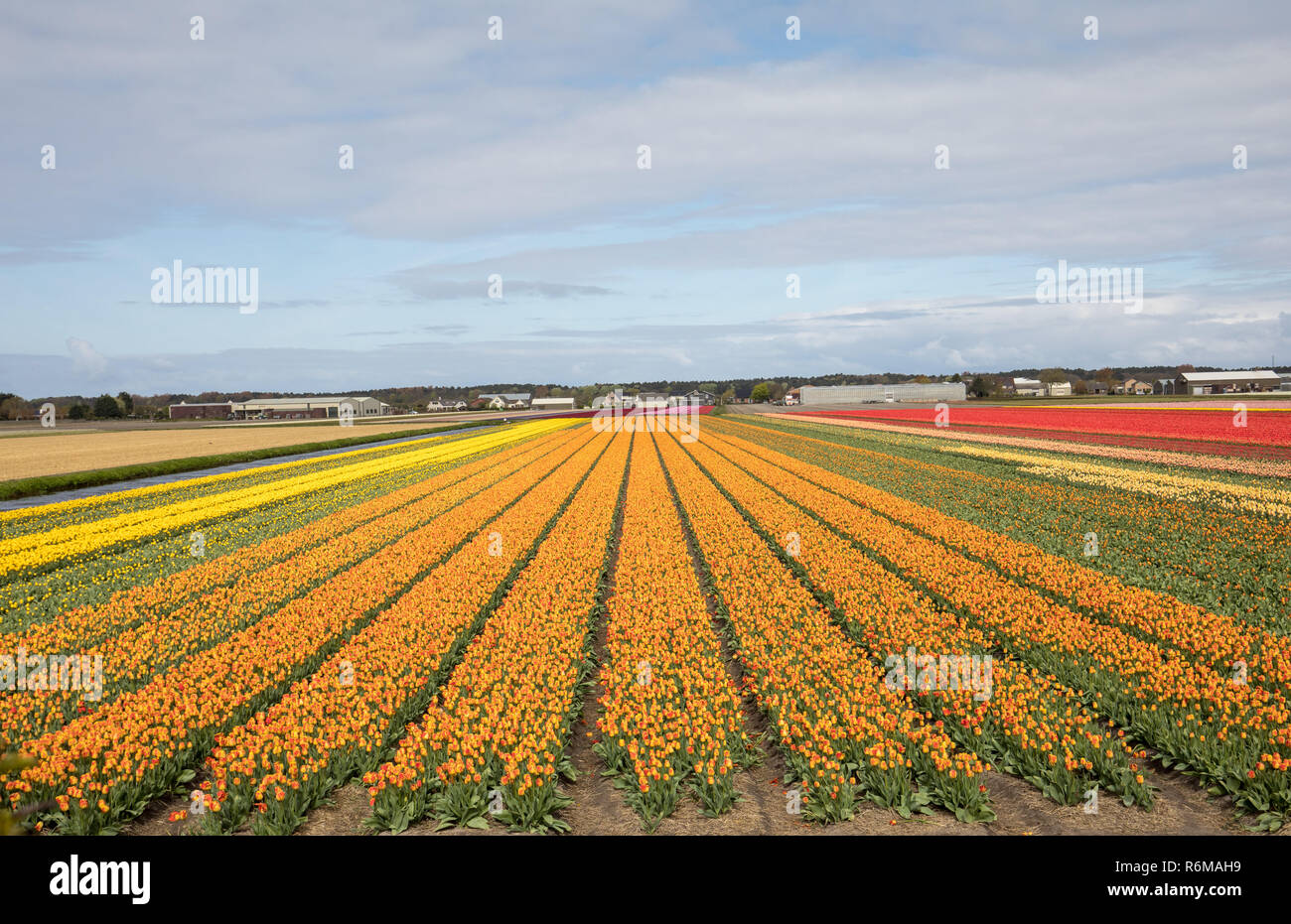 Tulip fields of the Bollenstreek, South Holland, Netherlands Stock ...