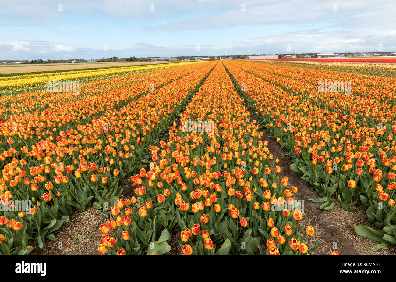 Tulip fields of the Bollenstreek, South Holland, Netherlands Stock ...